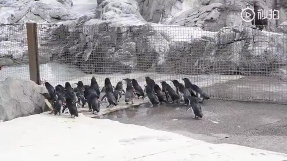 粉丝去机场给爱豆接机应援的时候!