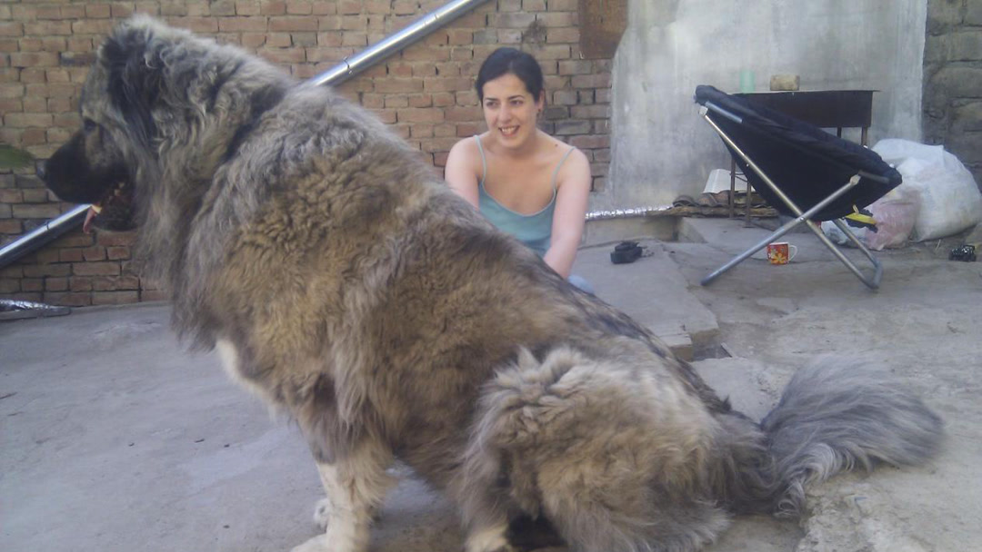 高加索犬被誉为犬中之王,凶残可怕!让我们一起揭开它的神秘面具