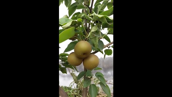 梨子快点长大吧