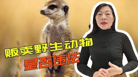 非法狩猎杀害,或是贩卖野生动物,这种行为该如何定罪量刑呢?