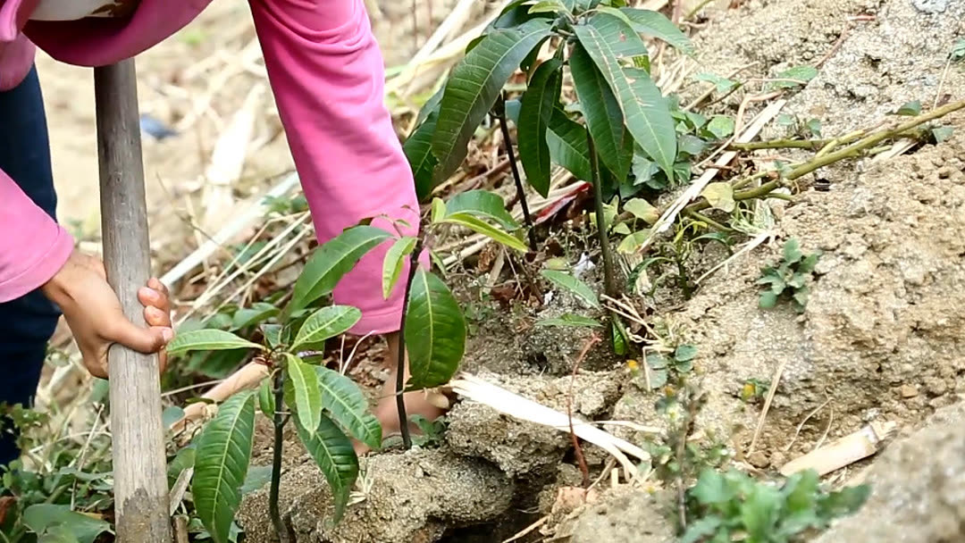 农村媳妇这样种植芒果树,苗子虽好,真能成活吗?
