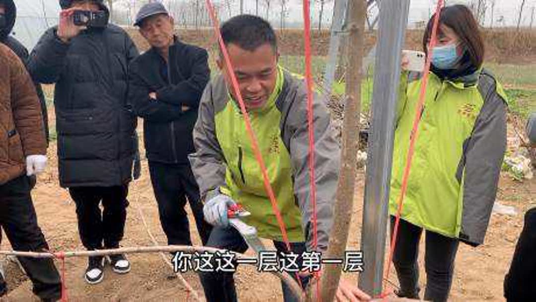 樱桃树你还在这样管理吗?你的产量还有吗?