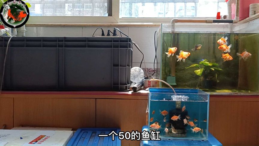 周转箱养鱼苗真方便,有鱼苗使用,没有鱼苗了收起来,关键便宜