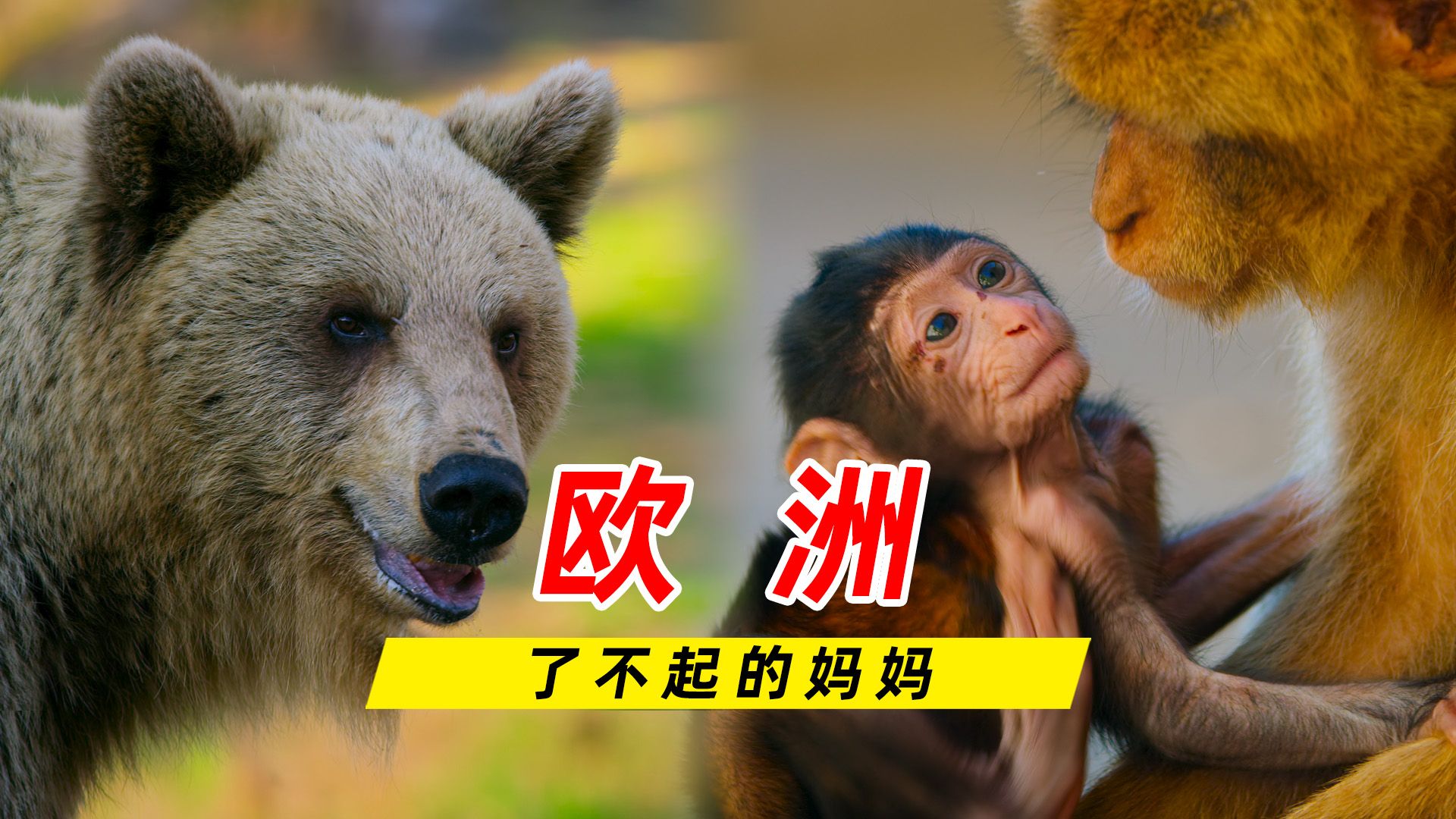 了不起的妈妈,会装疯卖傻,也是为了孩子~动物纪录片