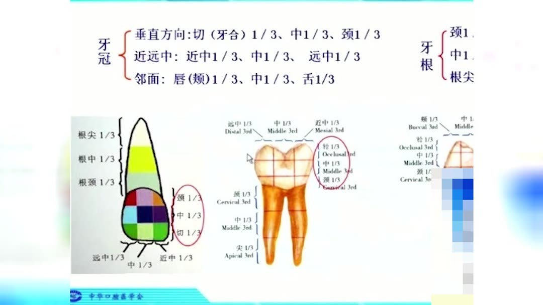 牙体的结构