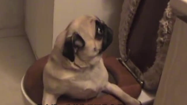 狗狗马桶尿尿,操作失误,掉进马桶里,主人只顾拍照,狗子心里苦