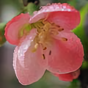 易杨清呀清生活日记 