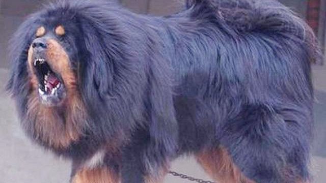 野生成年大藏獒对付一头狼,需要多少时间才能搞定?