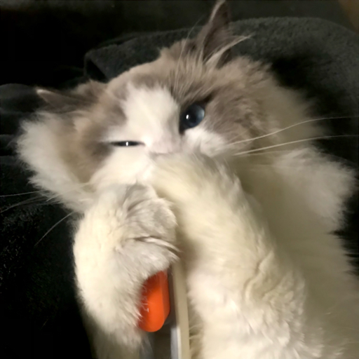 阿拉羊羊看看我 