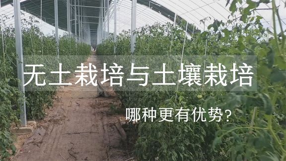 普及神速的无土栽培模式,种植优势有多神奇?对比后体会很深