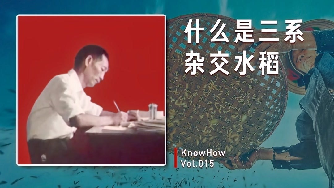   三系杂交水稻是如何产生的?