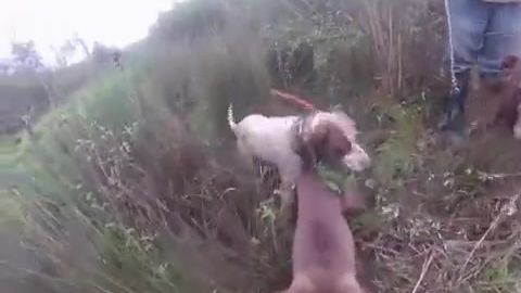 把装了无线定位器的猎犬放出去后,不一会儿就收获一头野猪