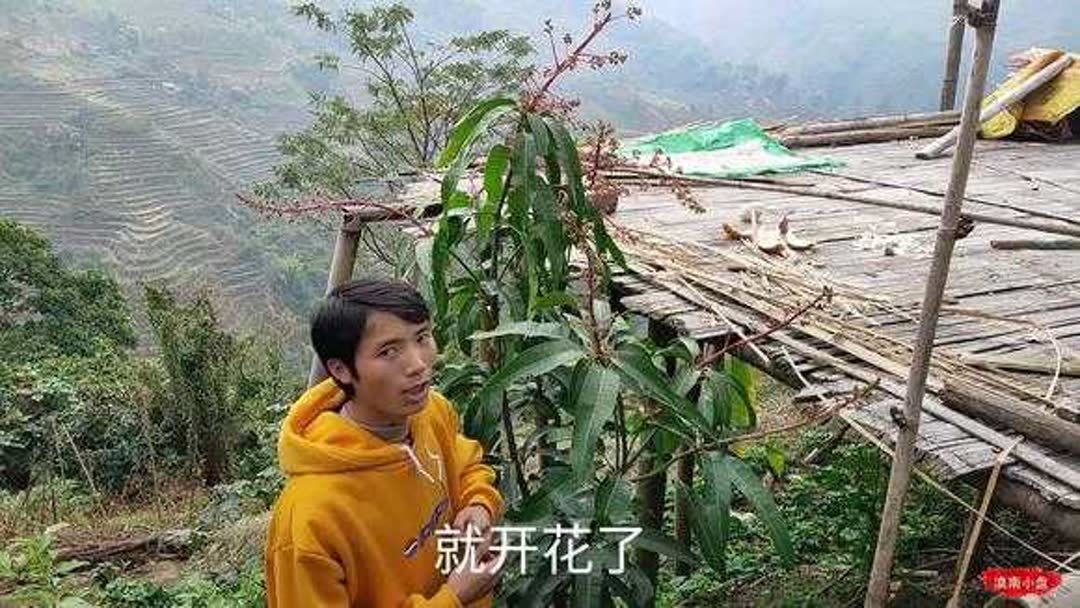 这么小的芒果树开这么多花,树的压力也很大吧