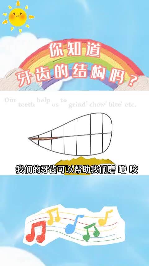 你知道牙齿的结构吗?
