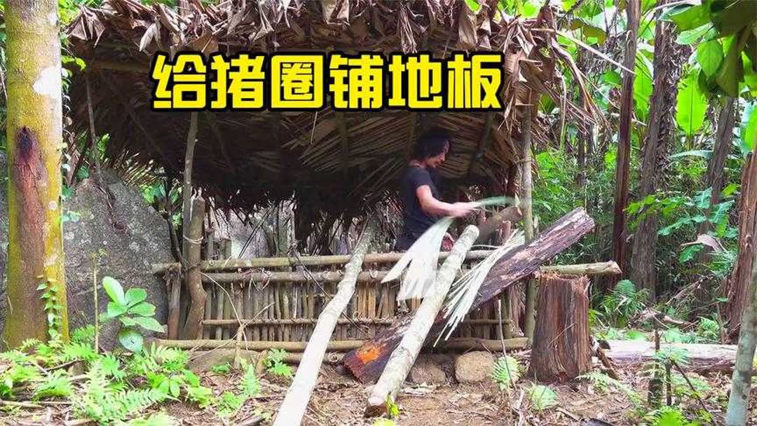 丛林荒野求生,应网友建议,给猪圈铺上木地板,小猪高兴坏了!