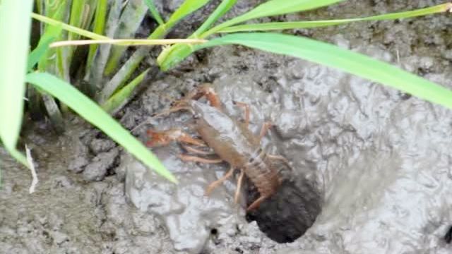 稻田里养小龙虾,水稻不减产,田虾价格能翻倍卖,亩增收5000元