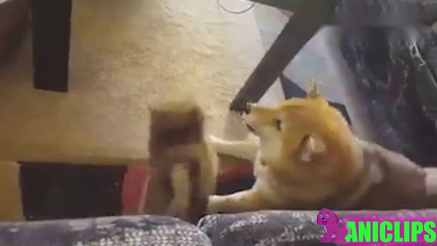 实拍狗狗吵架,小狗的脾气比大狗牛,懵了!