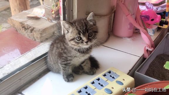 宝宝的新朋友,可爱的小猫咪,大中午不睡觉就和猫咪玩呢