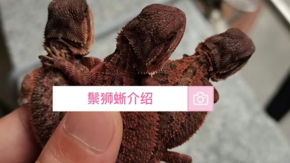 鬃狮蜥介绍#爬宠 #鬃狮蜥 #爬宠日常 #爬行动物 #蜥蜴