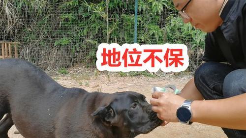 卡斯罗犬性子挺大,罗威纳犬地位不保,究竟谁能成为猛犬基地霸主