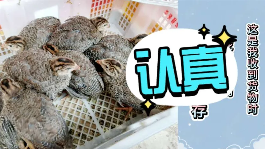 淘宝活物可拒收?赠品不发可拒收?如何维权小鱼有话说,别被坑!