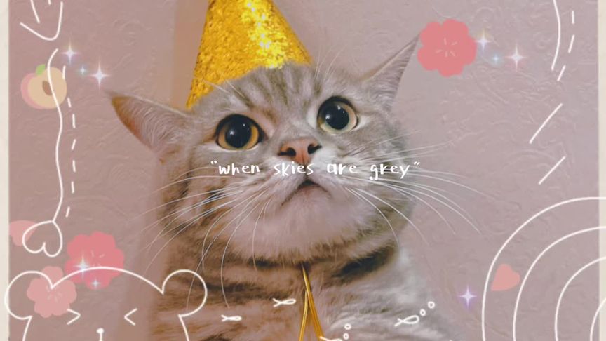 #喵星人 满一岁啦,给我家宝贝过生日。#宠物蛋糕