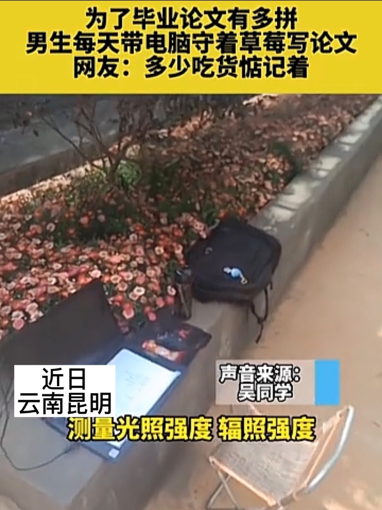 为了毕业论文有多拼,男生每天带着电脑守着草莓写论文