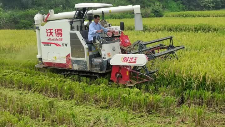 现在农民种田,比以前轻松多了,农业机械收割真的快