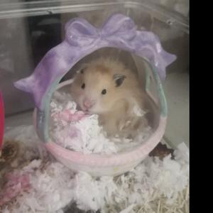 金丝熊圆圆 