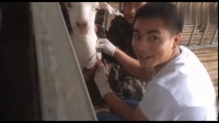 7 羊颈静脉采血.mp4