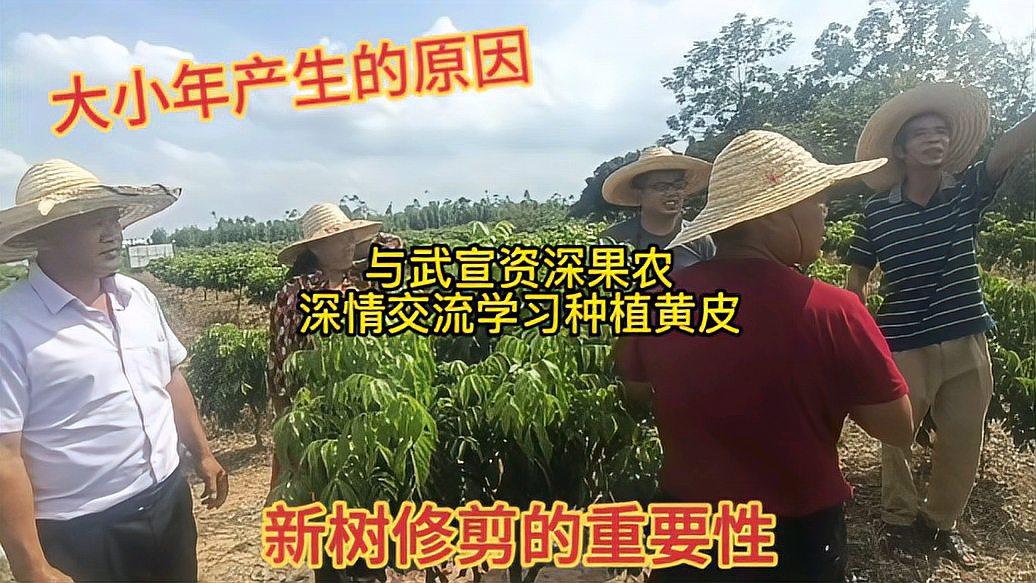 规模化种植黄皮从摘果开始,严格做好每一个工作环节,才能更高产