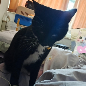 上海龙城刺青丽丽 