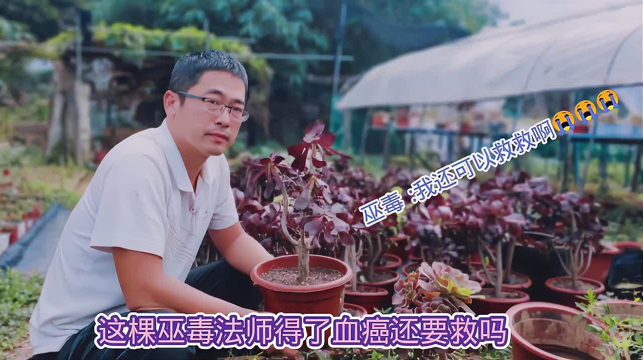小灰灰的小孩也露个脸,巫毒法师得了血癌绝症,还有医治的必要吗