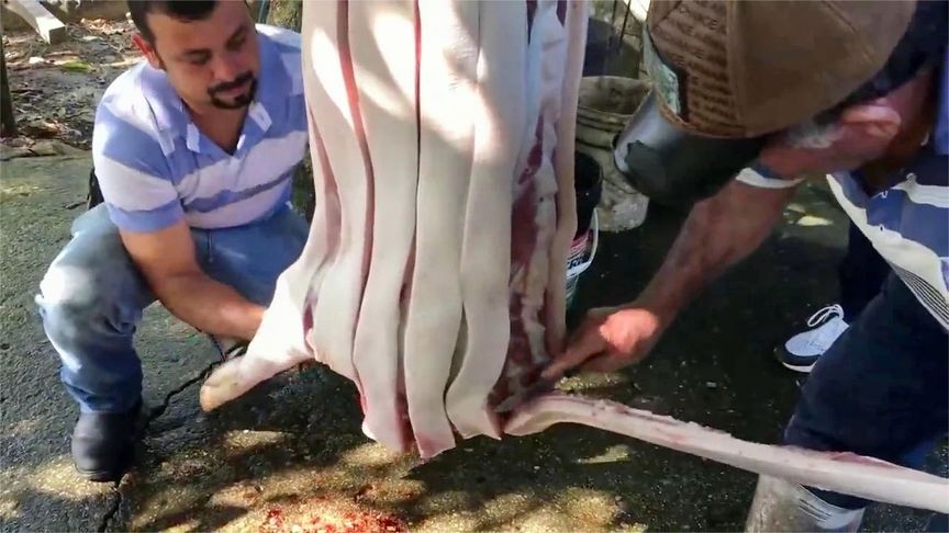 我们杀猪取肉,外国人杀猪取皮,开眼界了