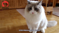 布偶猫,世界体型最大的猫咪品种,却是温柔大块头