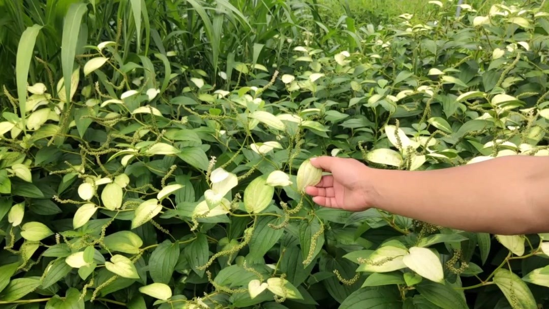 路边发现一大丛三白草,这种植物浑身上下都是宝,一起来认识一下
