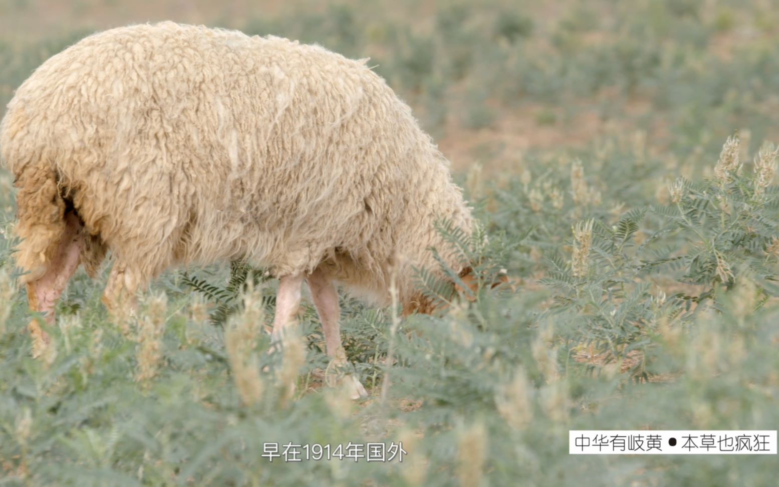 《疯狂的本草纲目》之苦豆子