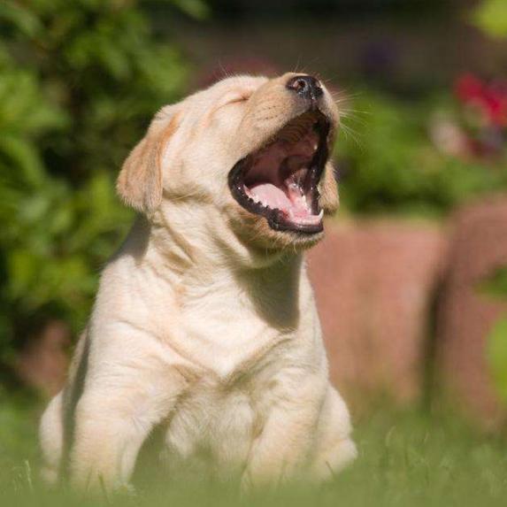 小东东带你闯世界 