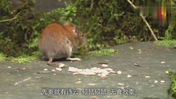 这样手工制作的老鼠笼,钻进去就出不来,材料简单好方便。