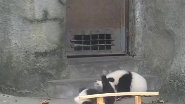 小熊猫从台阶翻滚下来, 还真的是圆滚滚呐