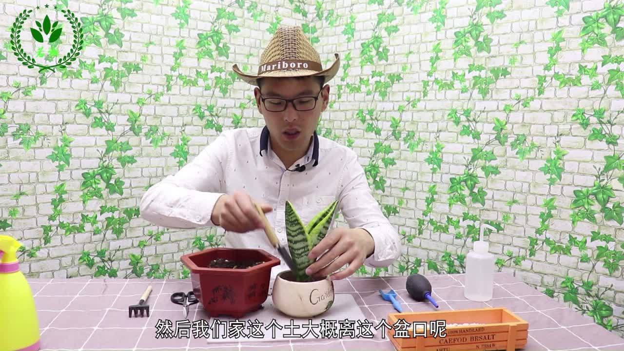 芦荟用这种方法养,爆盆厉害,花盆都装不下了!