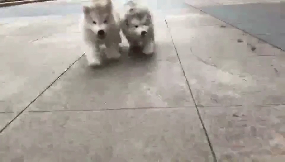 这俩一直相信自己可以成功减肥我和宠物的日常 宠物表情包 谁还没个...