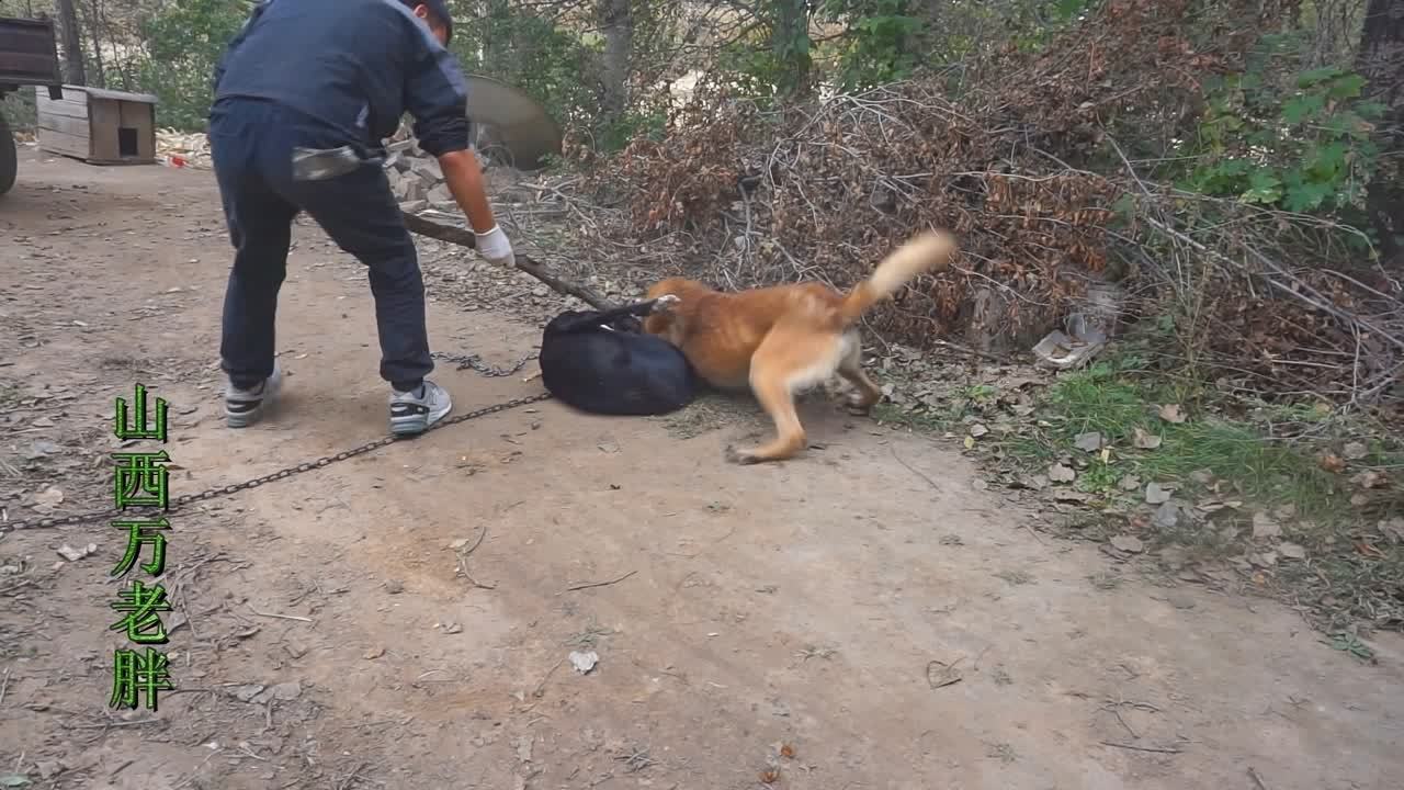 公马犬发脾气有多可怕?手指粗的铁链被拉断,土狗被压在地上摩擦