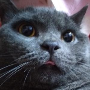 茉莉小喵睡不着 