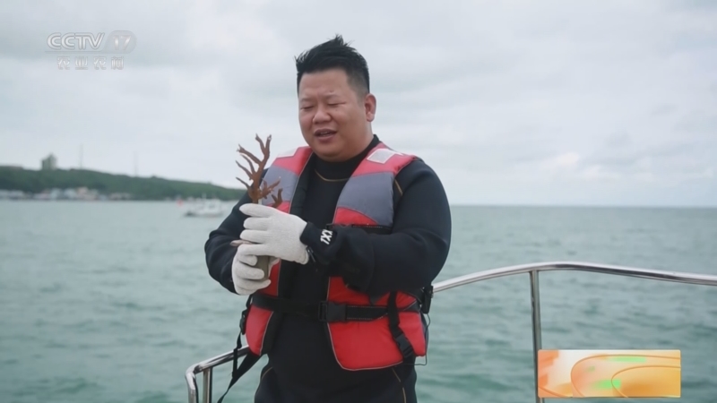 [三农长短说]长关注·保护海洋生态环境 我们在行动 深入海底“花园...