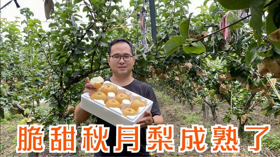 老家600亩秋月梨熟了,来果园尝一下口感,吃一口脆甜多汁真幸福