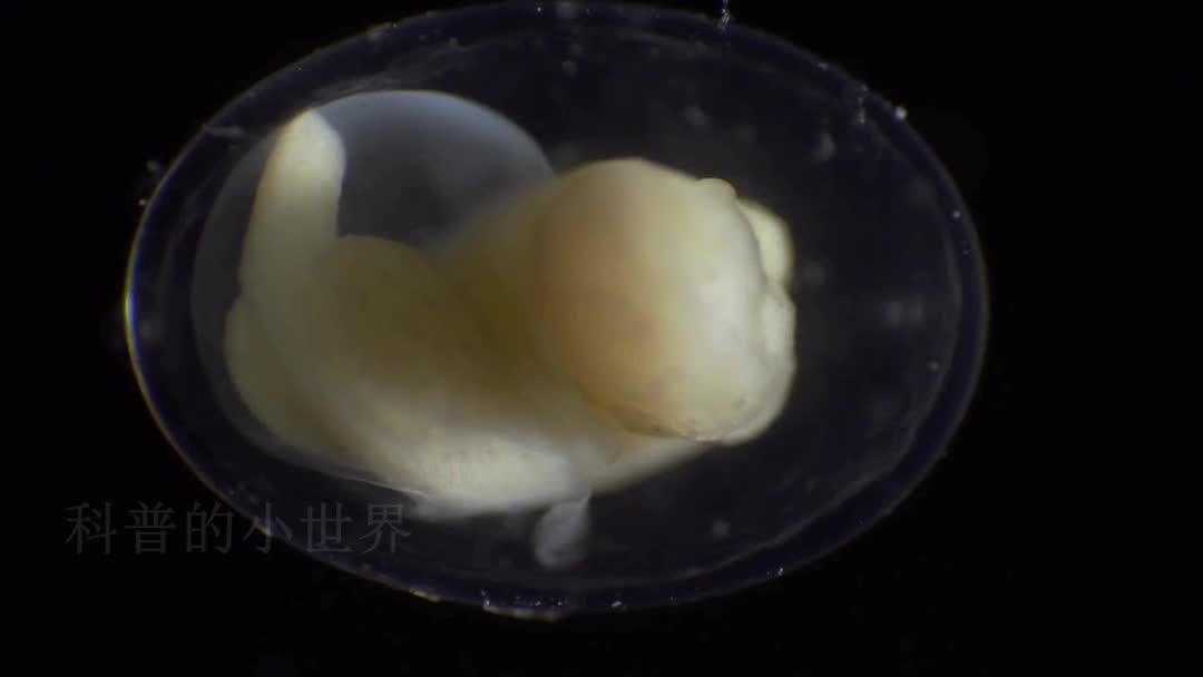生物真的是进化而来的吗?从受精卵到初生的全过程!