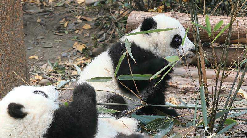 如果大熊猫上春晚…