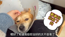 狗狗溃烂流脓的伤口终于被治好了,开心得扑女主怀里撒娇,看哭了