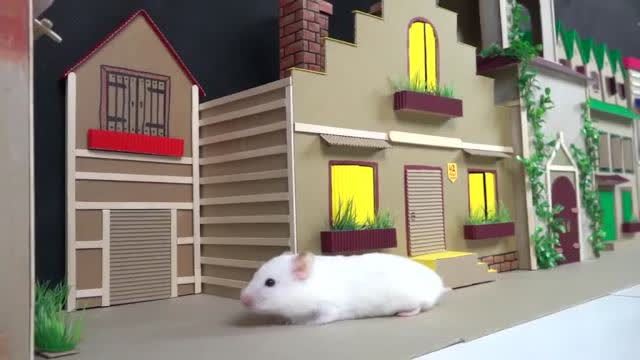 当仓鼠误入大嘴怪迷宫,它能成功逃脱吗?结局不可思议!